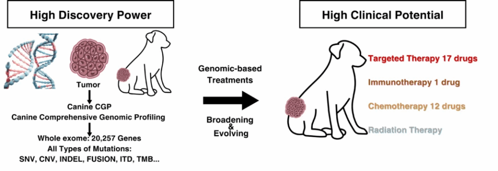 VetOmics CGP: Genomic Profiling For Dog Cancer Treatment